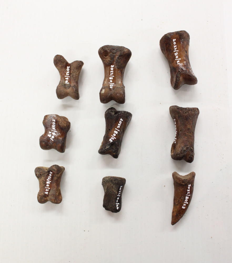 Moa phalanx / toe bone. - Te Manawa